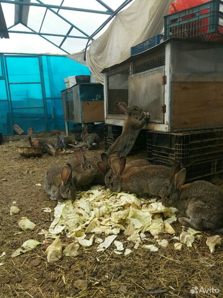 Продам кроликов великанов