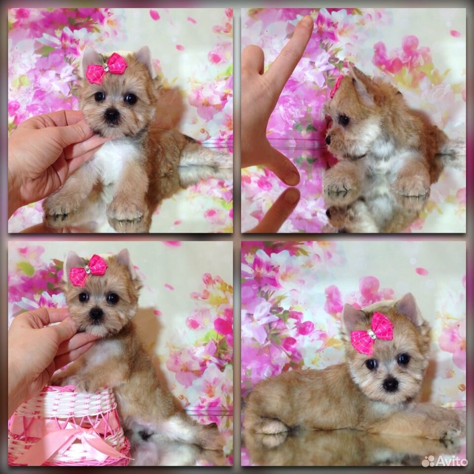 Йоркширы золотые и мраморные