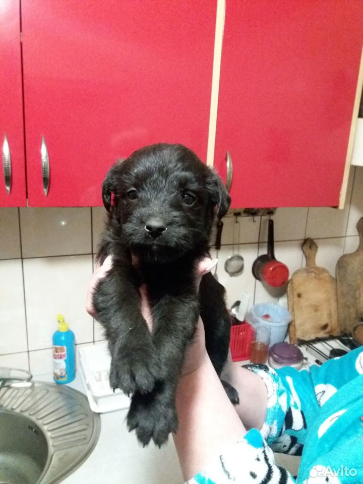 Подарю щенят