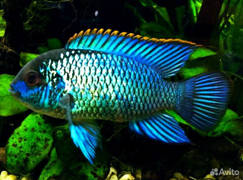 Наноакара сверкающая звезда