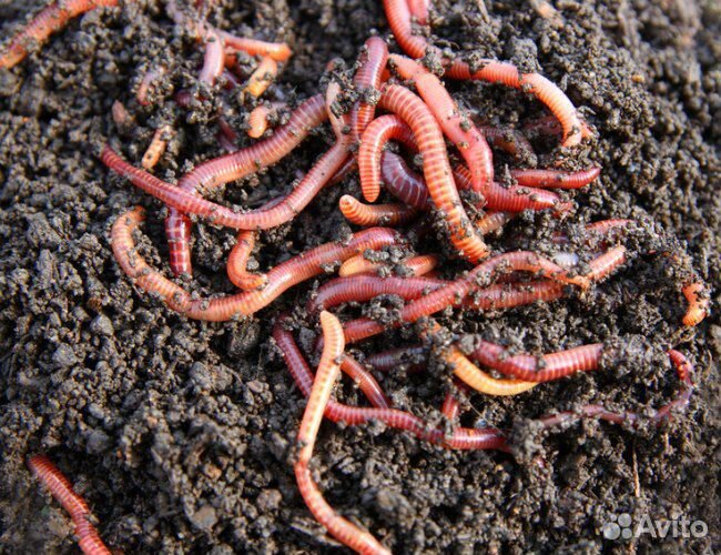 Красные калифорнийские дождевые черви