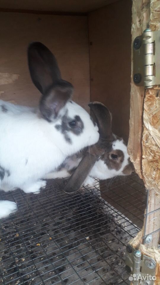 Продаю кроликов
