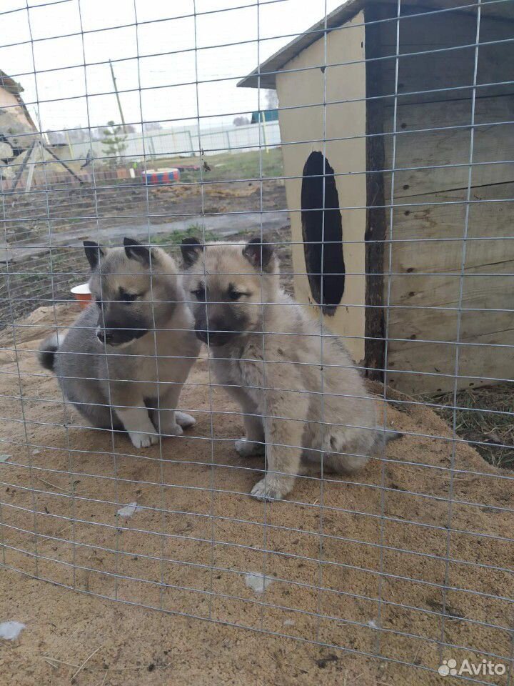 Продам щенка