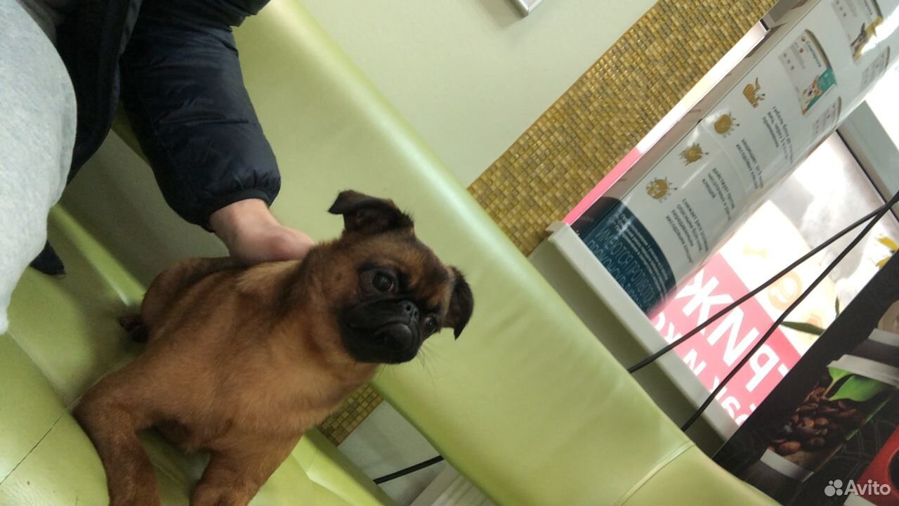 Пти брабансон (вязка)