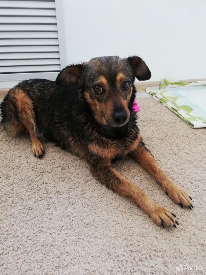 Умная, милая и небольшая собака