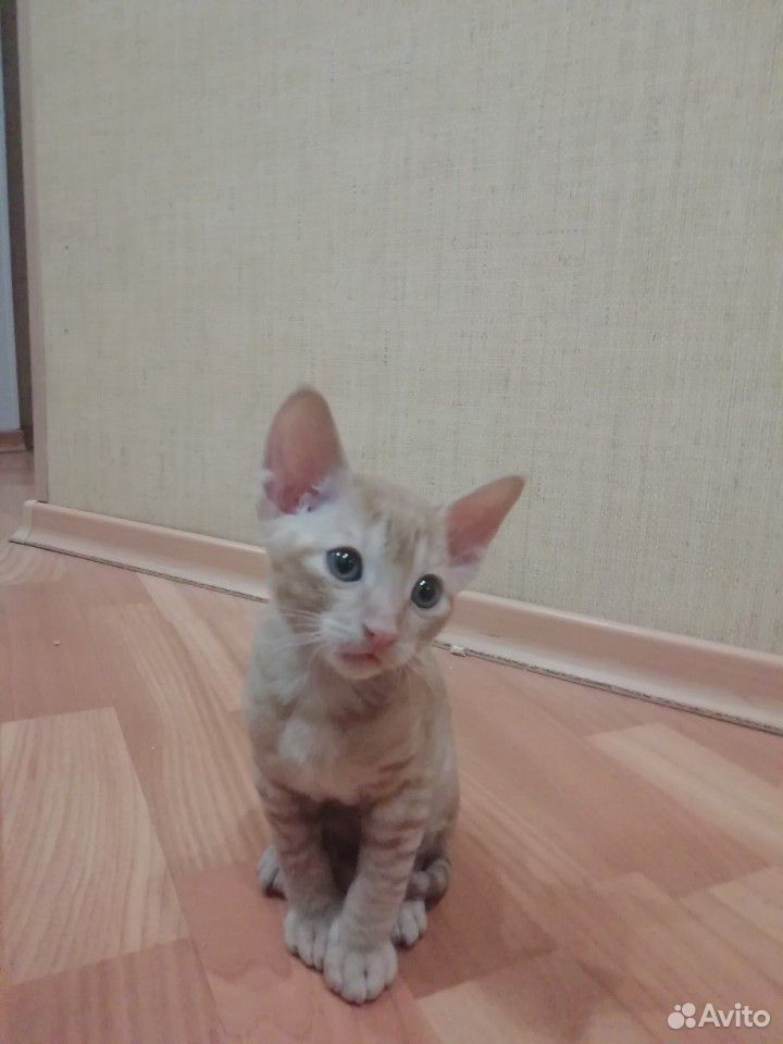 Котенок корниш рекс