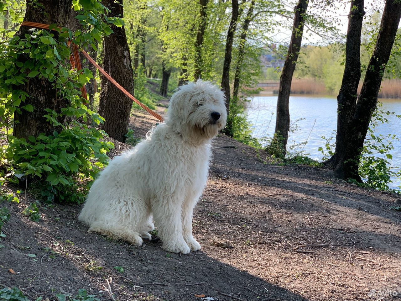 Южнорусская овчарка