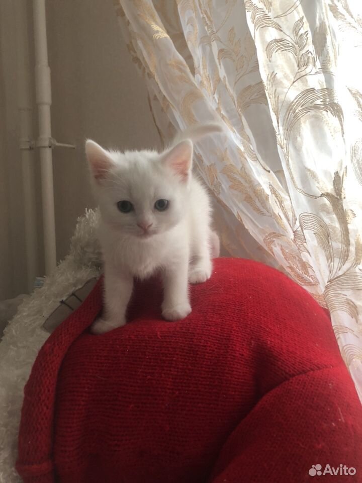 Шатландец
