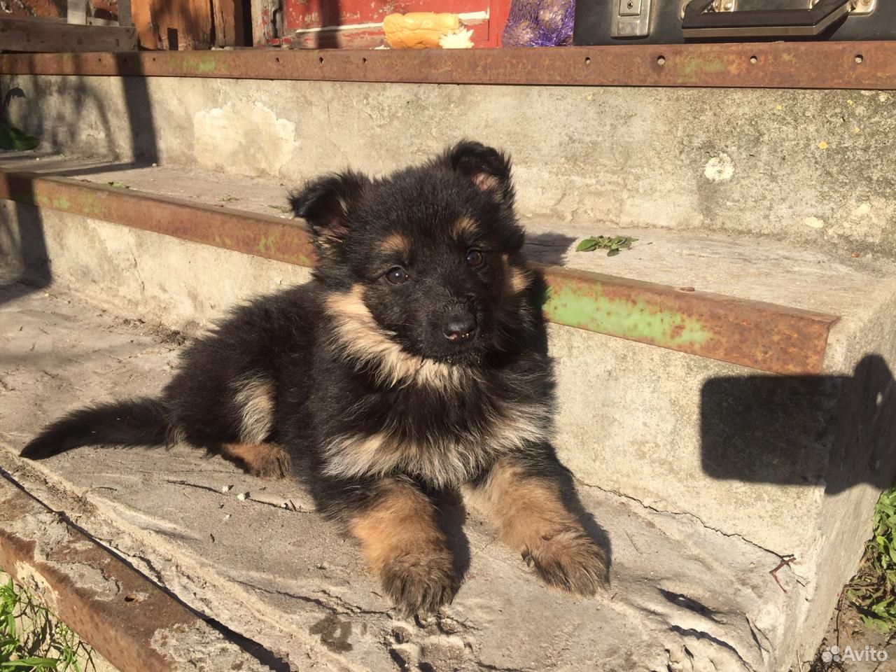 Щенок немец