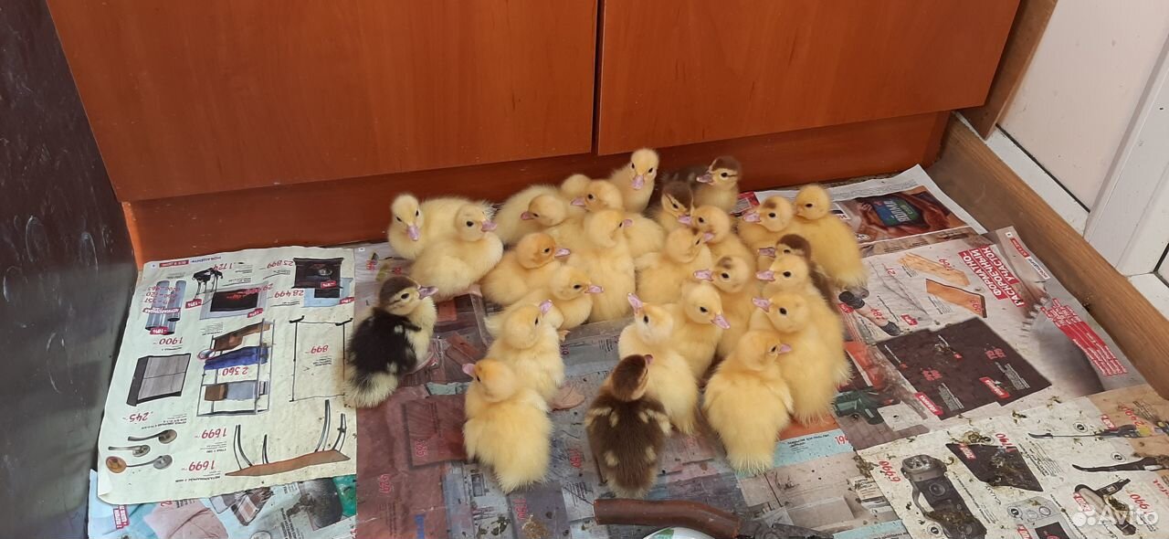 Продам Утят Индоуток