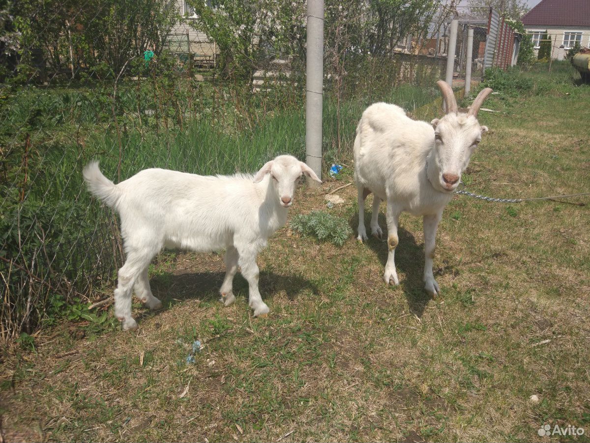 Козочка смесь ламанч и заанеский