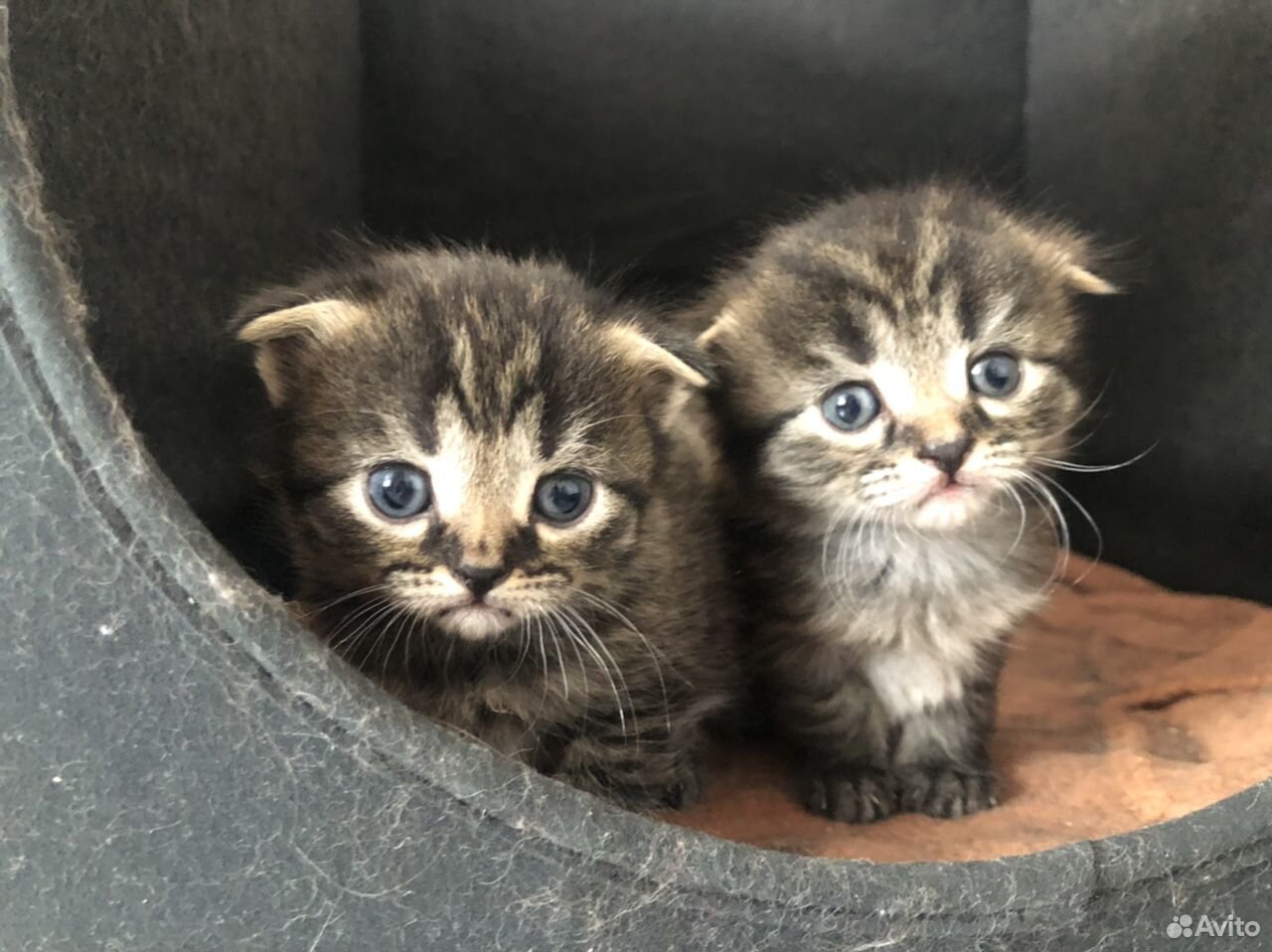 Котята британцы вислоухие