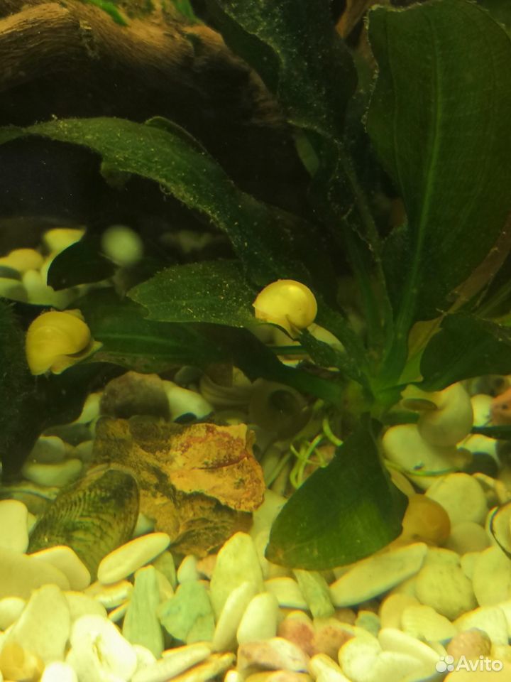 Улитки Ампулярии