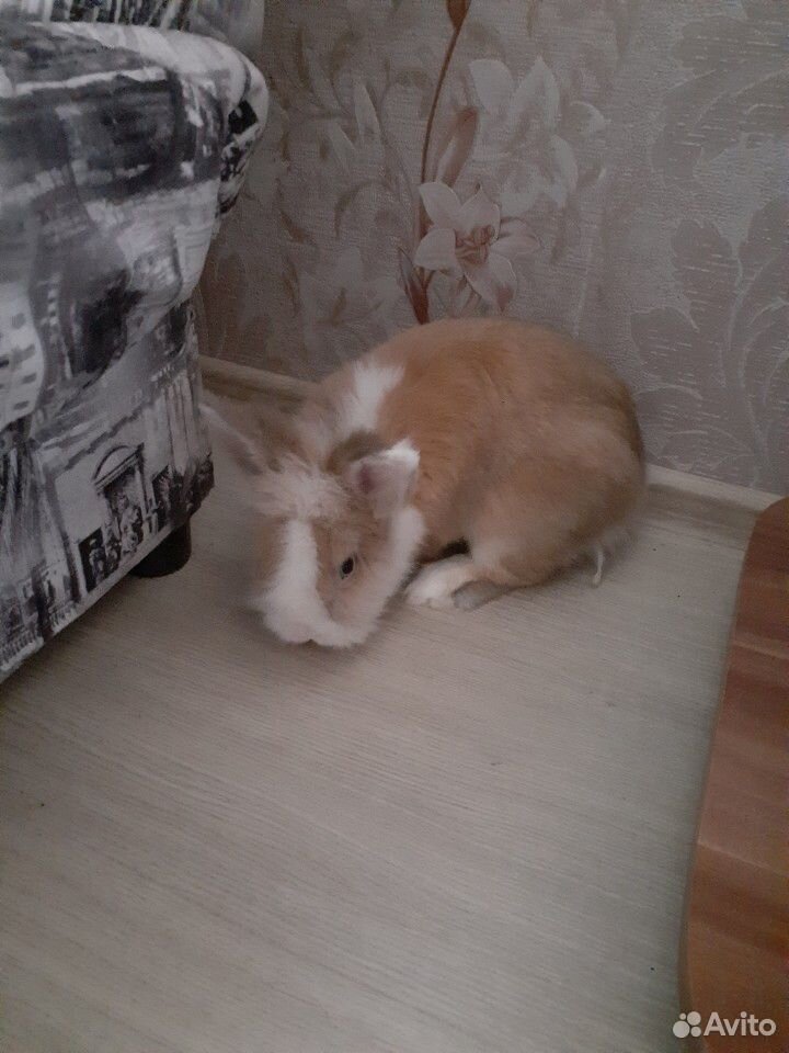 Кролик декоративный в добрые руки