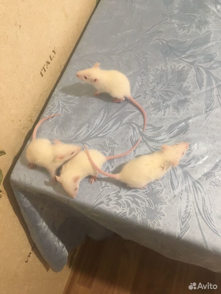 Отдам крыс бесплатно