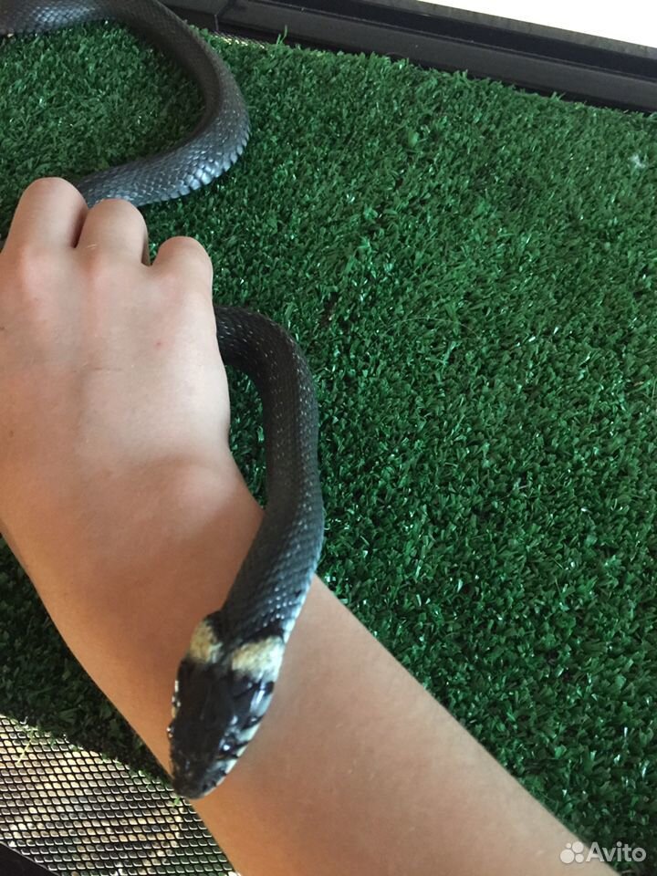 Уж обыкновенный