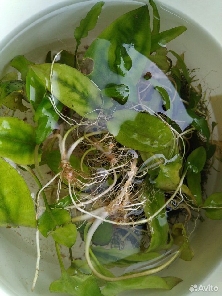 Немного аквариумных растений