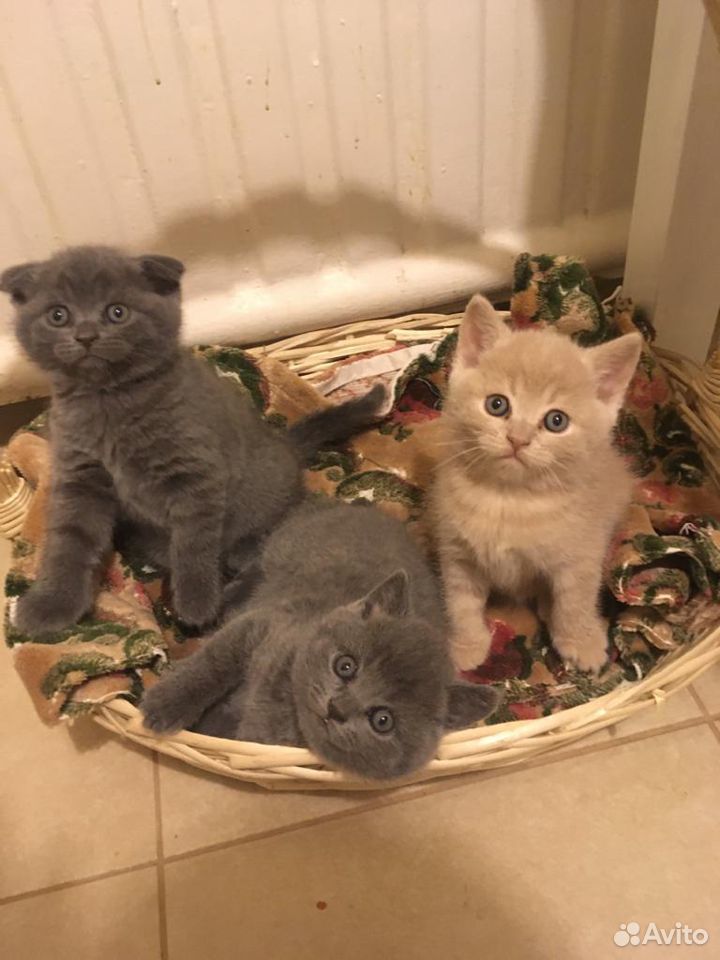 Котята шотландцы