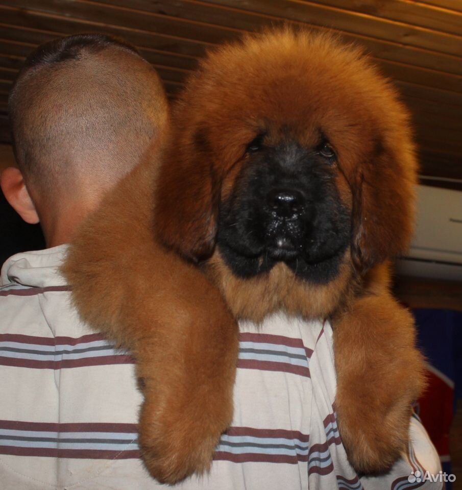 Продам девочку Тибетского мастифа