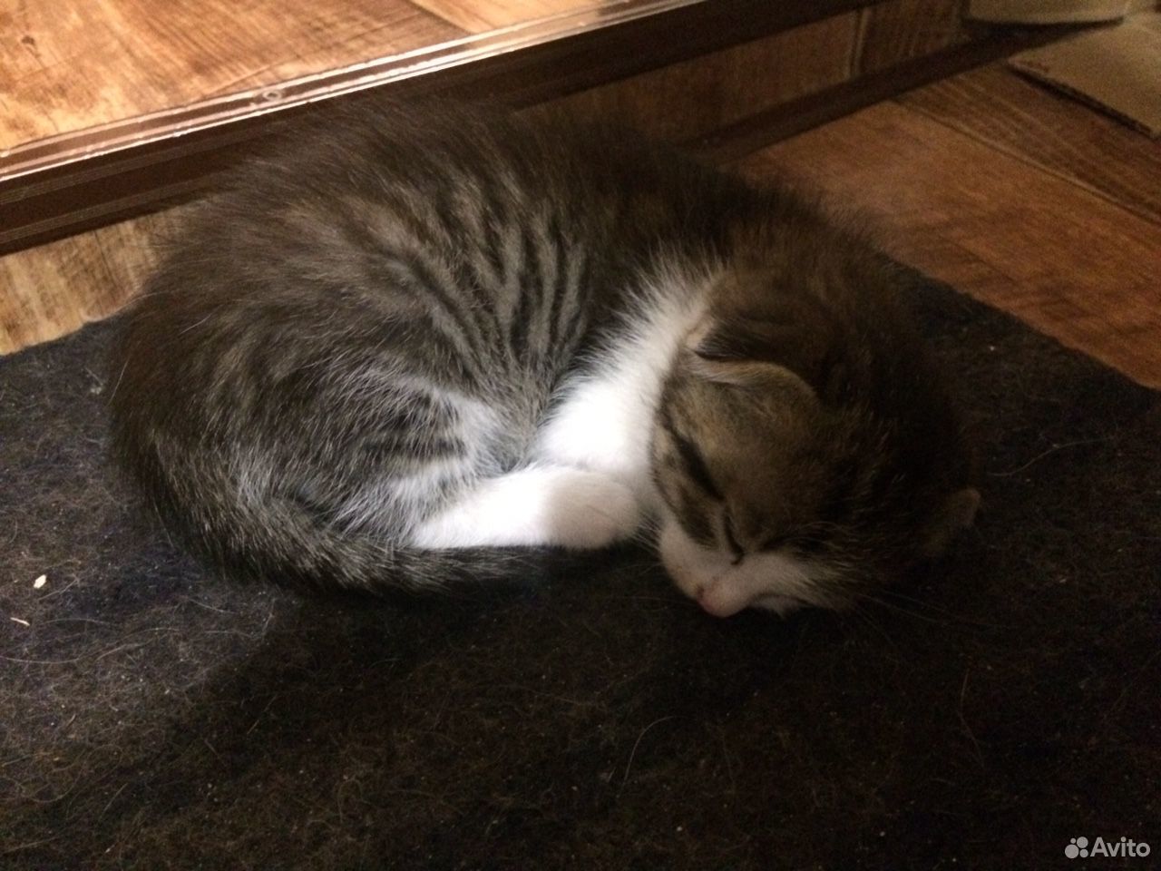 Котята
