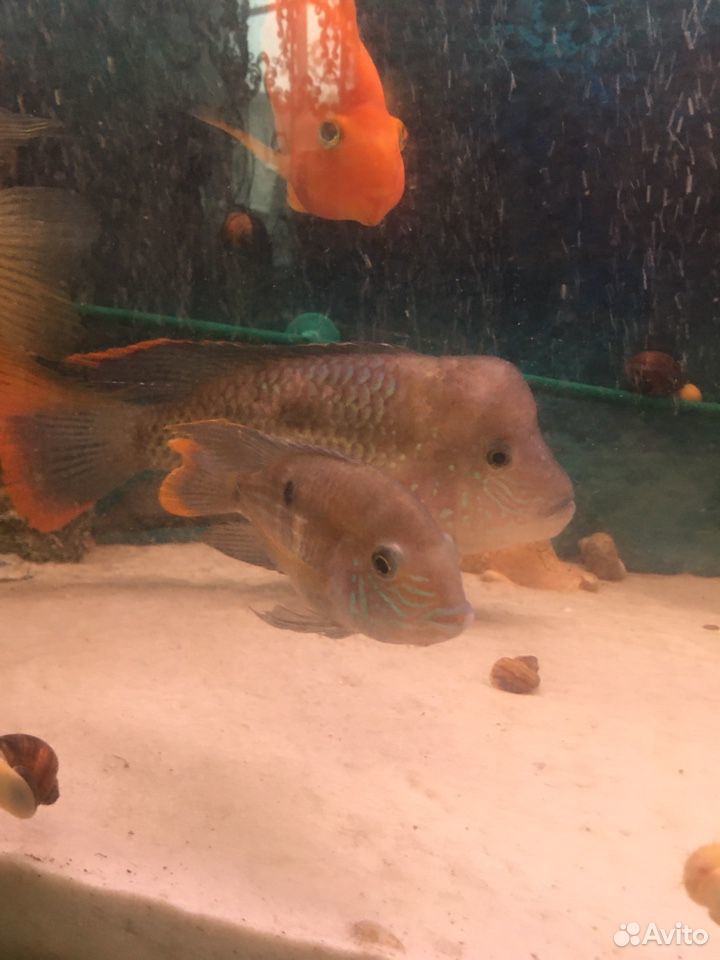 Отдам пару акар