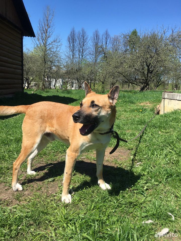 Идеальный пёс Рассел в добрые руки