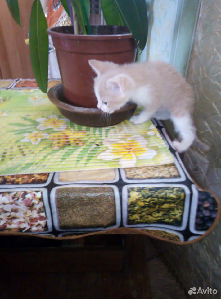Кошка котенок