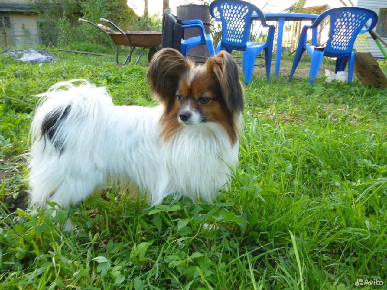 Вязка папильон