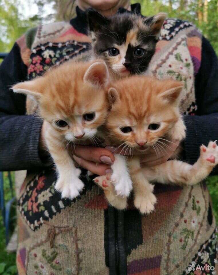 Котятки рыжие