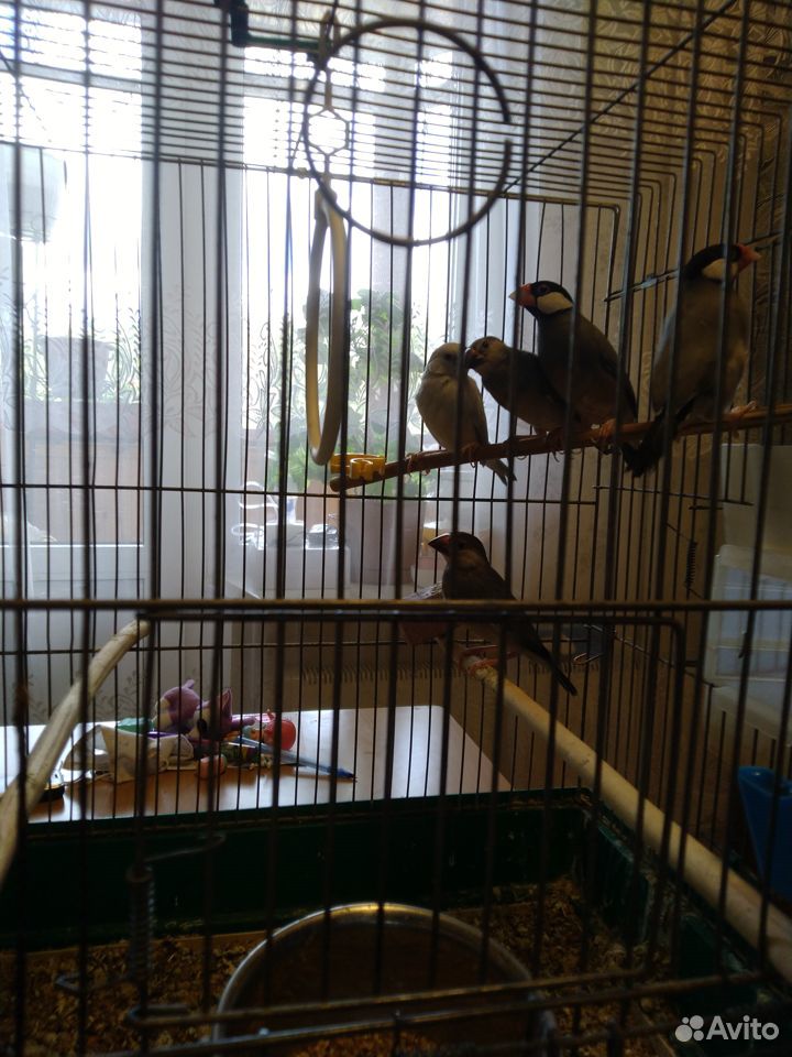 Амадины рисовые