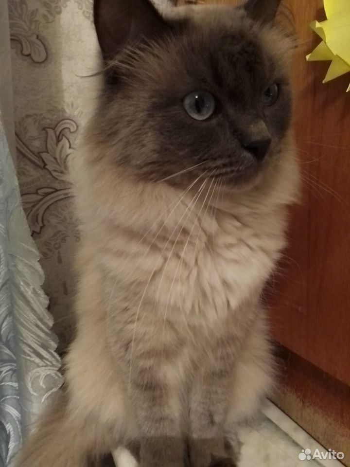 Кот сиамской породы