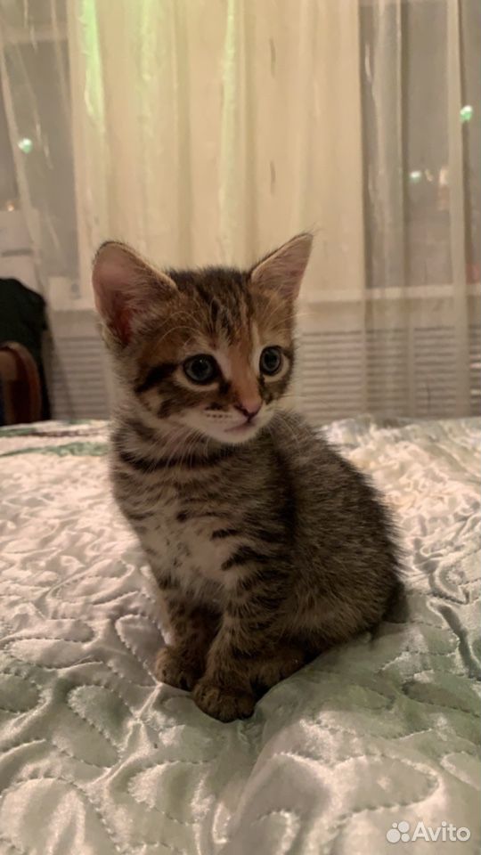 Котёночек,Кошечка