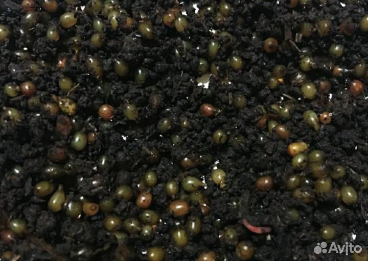 Коконы компостного червя, Старатель+Калифорнийский