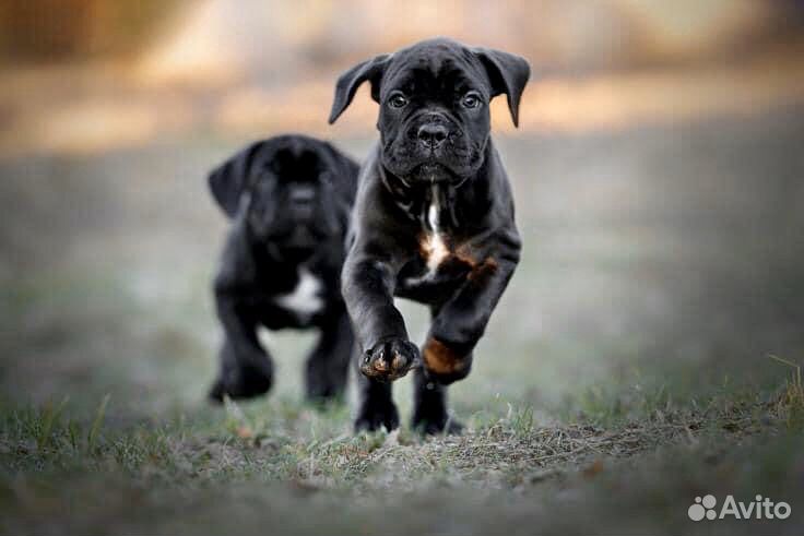 Щенки кане- корсо