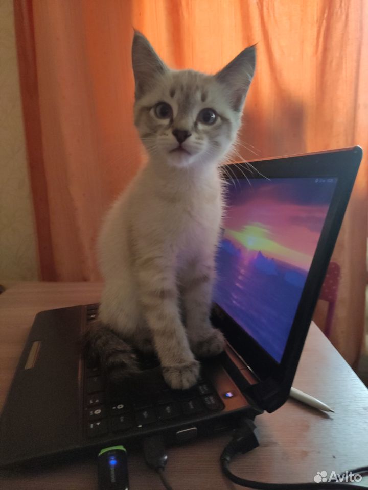 Отдам породистого котеночка