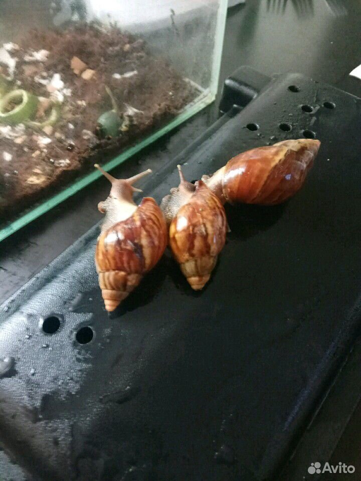 Улитки ахитин + аквариум