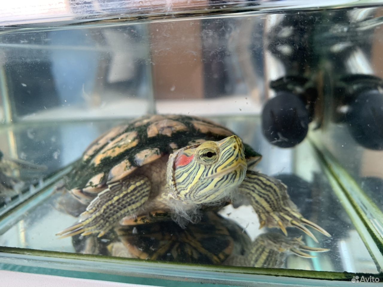 Черепаха красноухая. Улыбается