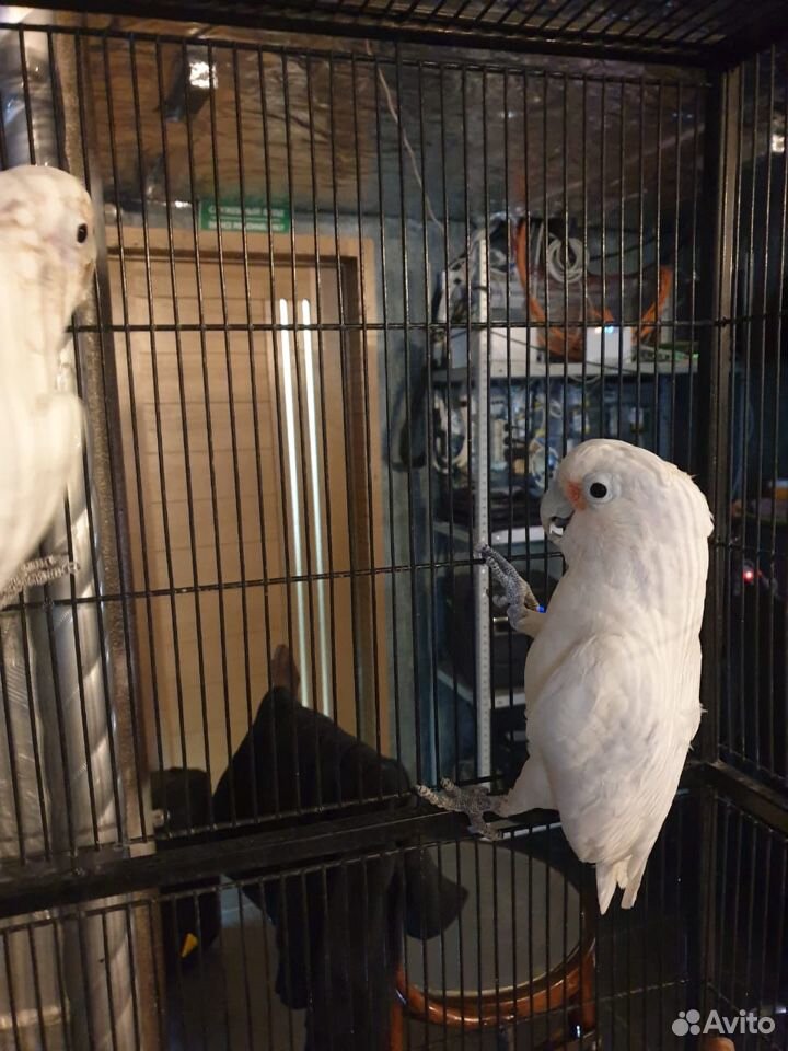 Попугай Какаду пара