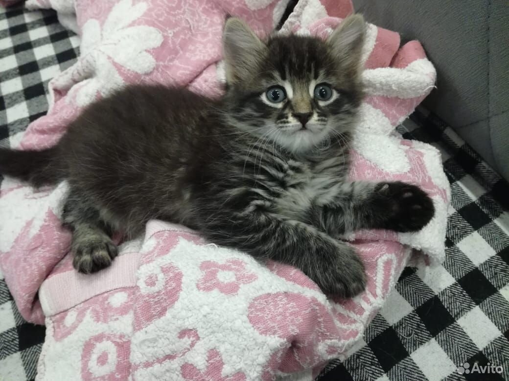 Обыкновенная