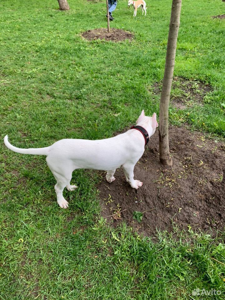 Щенок Аргентинского дога