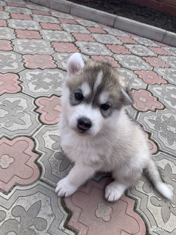 Щенок хаски