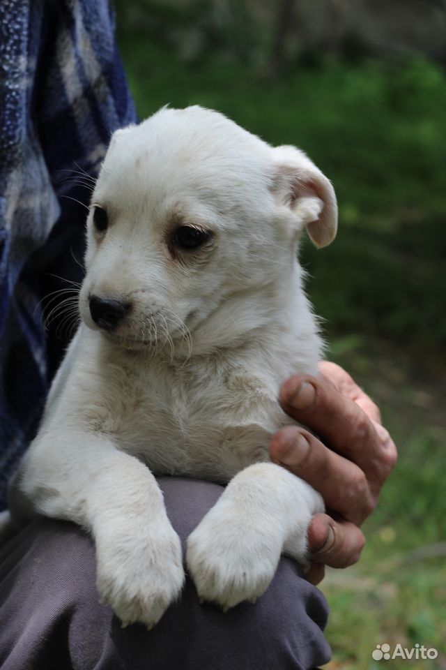 Сладюня-щенуля Кекс - серьезный кроха