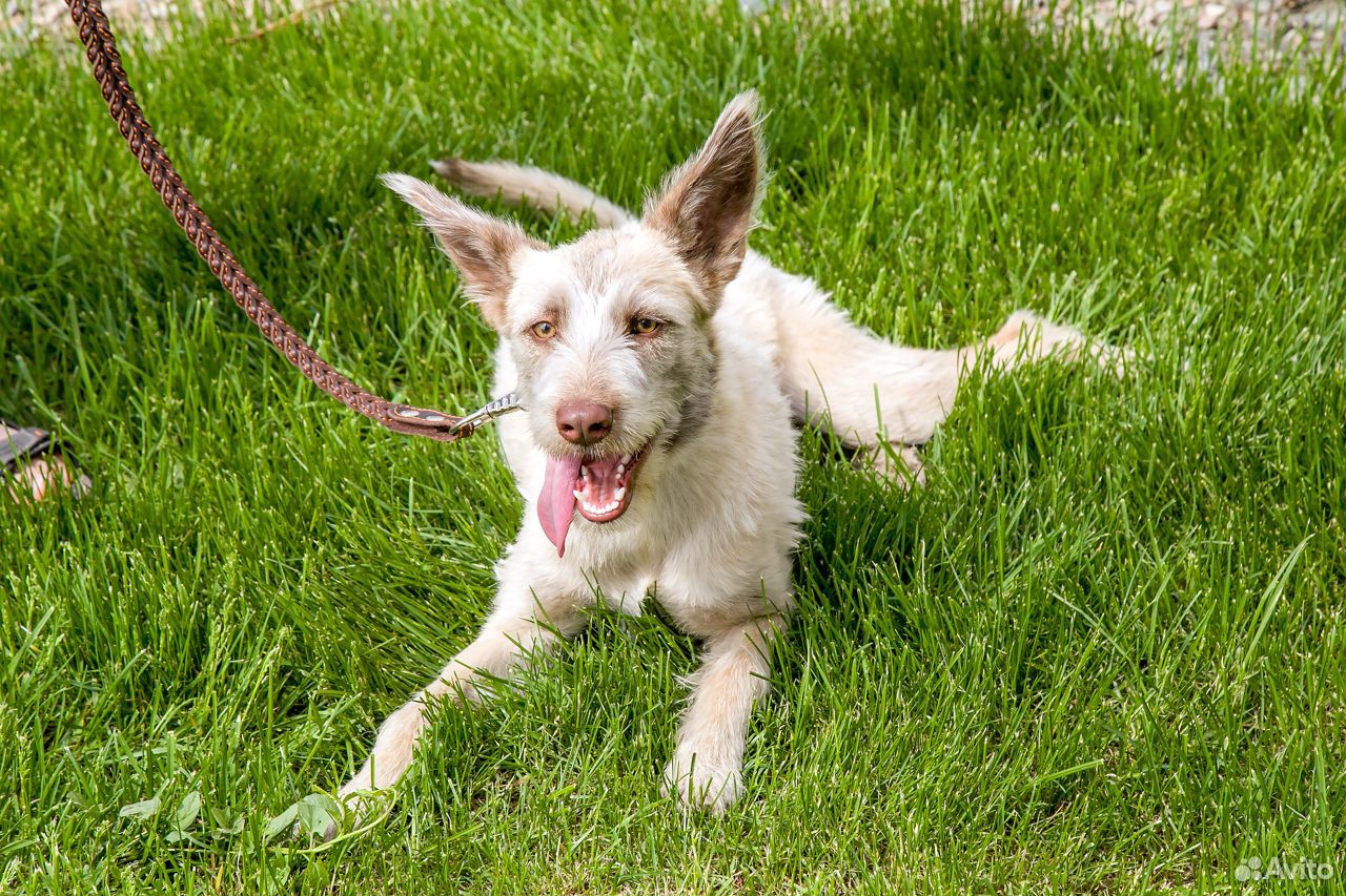 Щенок Терра 8 мес Привита и стерилизована