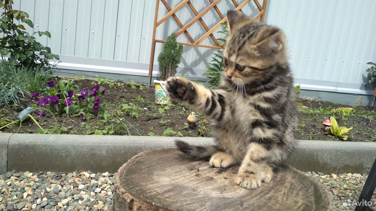 Котята тигрята Шотландские с документами