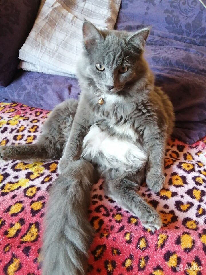 Кошка
