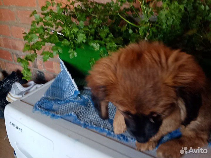 Пикенес щенок