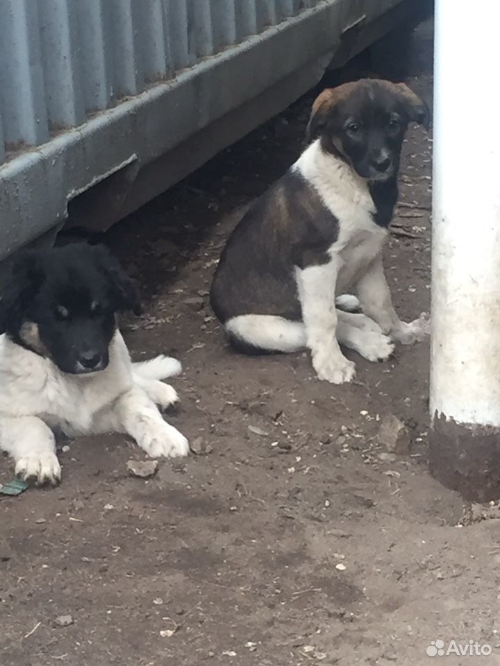 Собака Джема