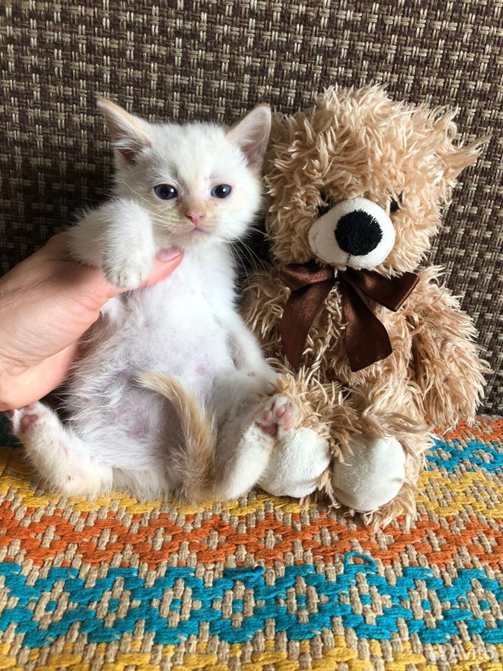 Очаровательный тайский котенок мальчик