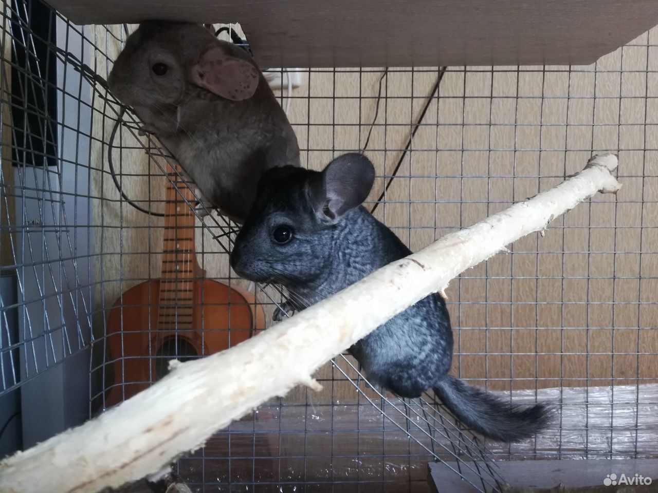 Пара шиншилл