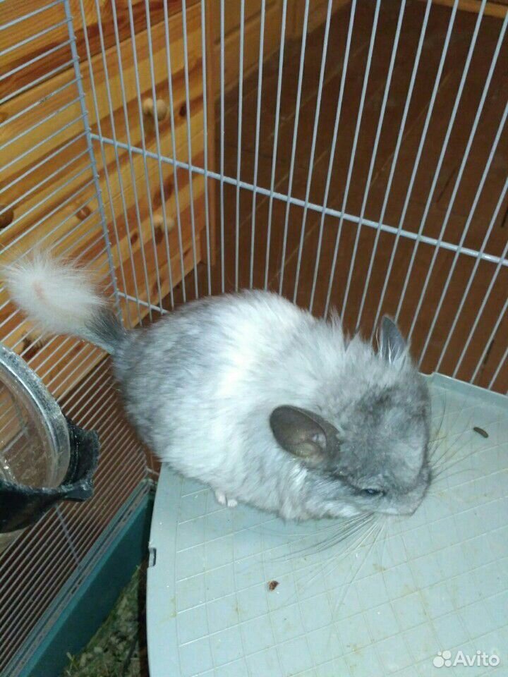 Шиншилла белая ангора